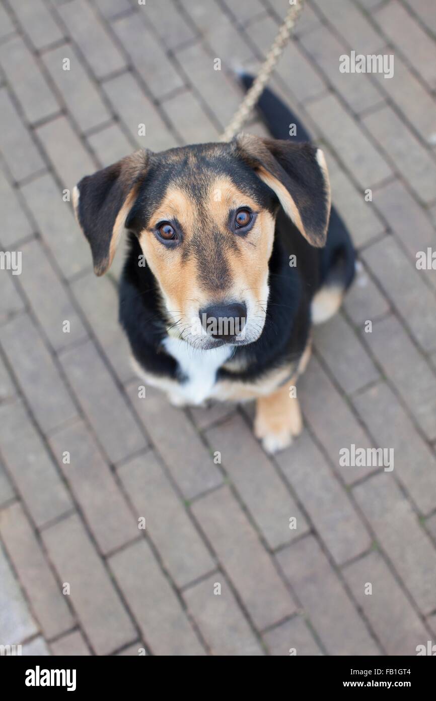 Overhead portrait of dog on sidewalk Stock Photo - Alamy
