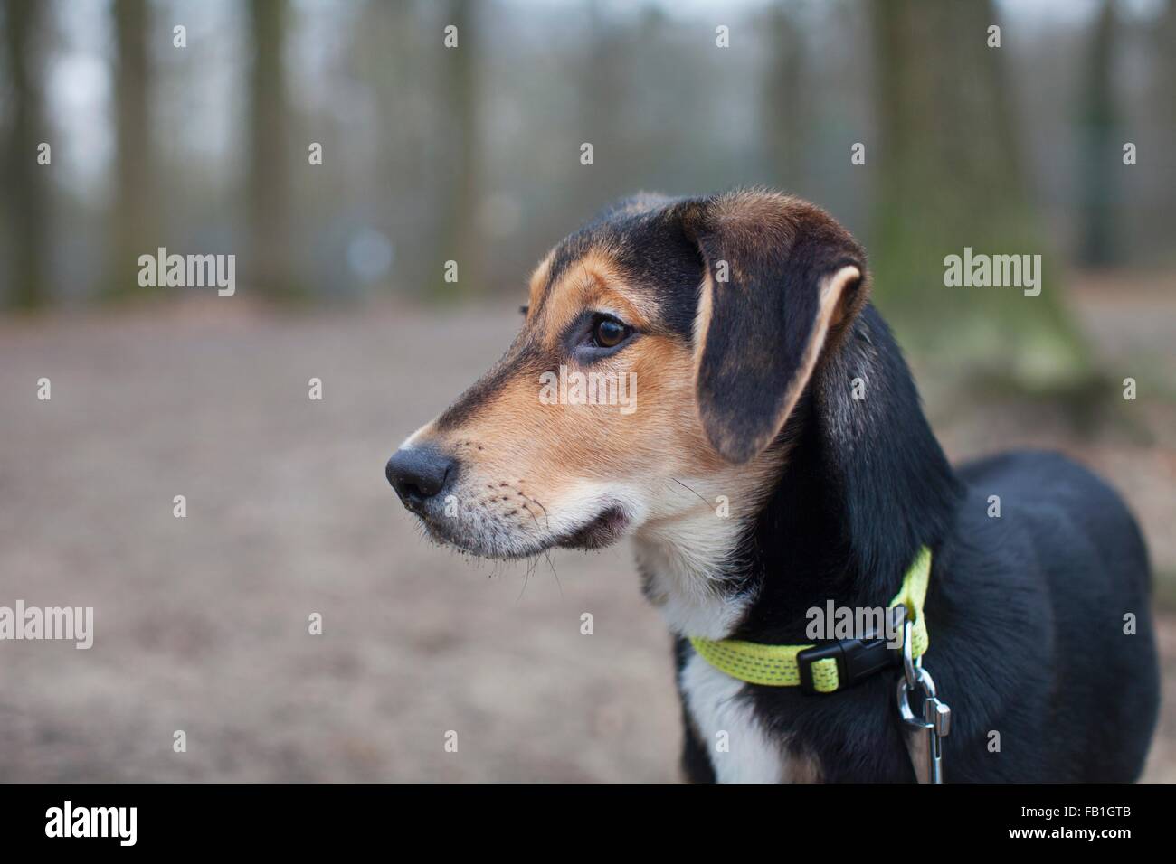Brainy dogs hi-res stock photography and images - Alamy