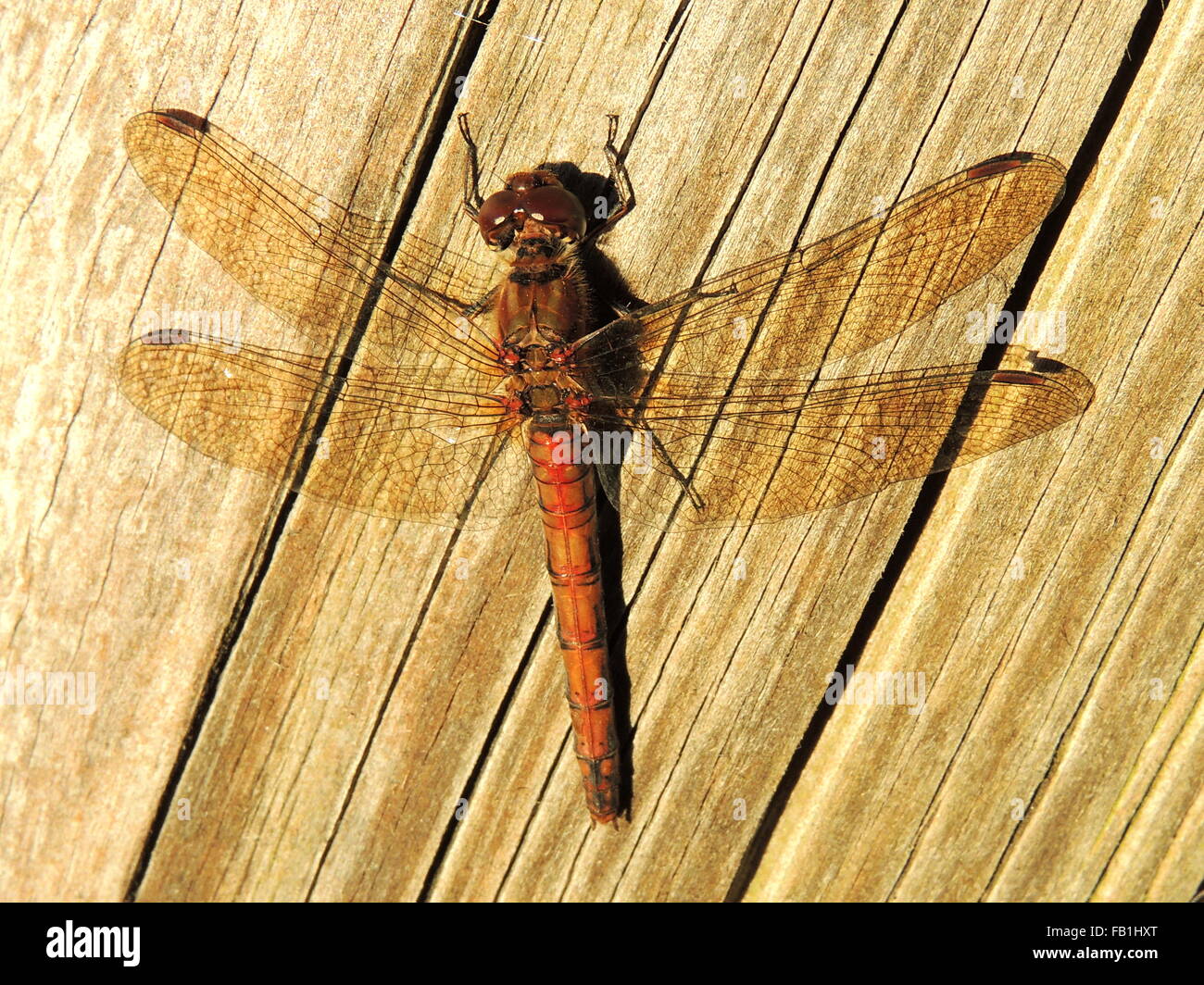 A female Common Darter dragonfly (Sympetrum striolatum Stock Photo - Alamy