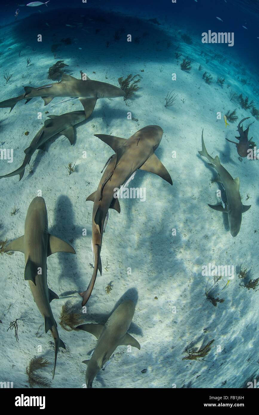 Lemon shark swimming in water hi-res stock photography and images - Alamy
