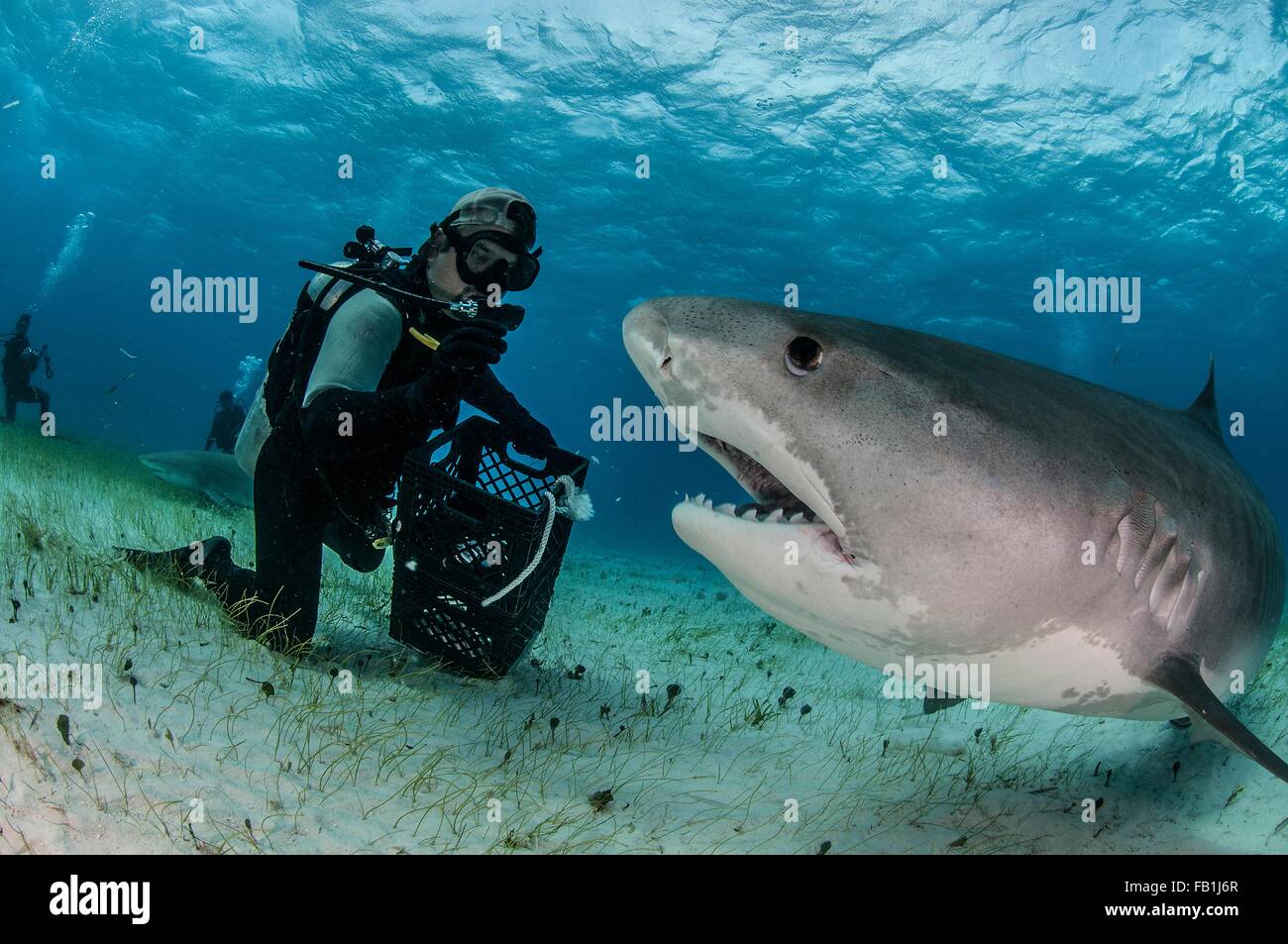 Underwater view of scuba diver on seabed feeding tiger shark, Tiger ...