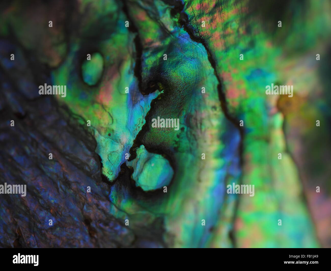 Pink pearl shell hi-res stock photography and images - Alamy