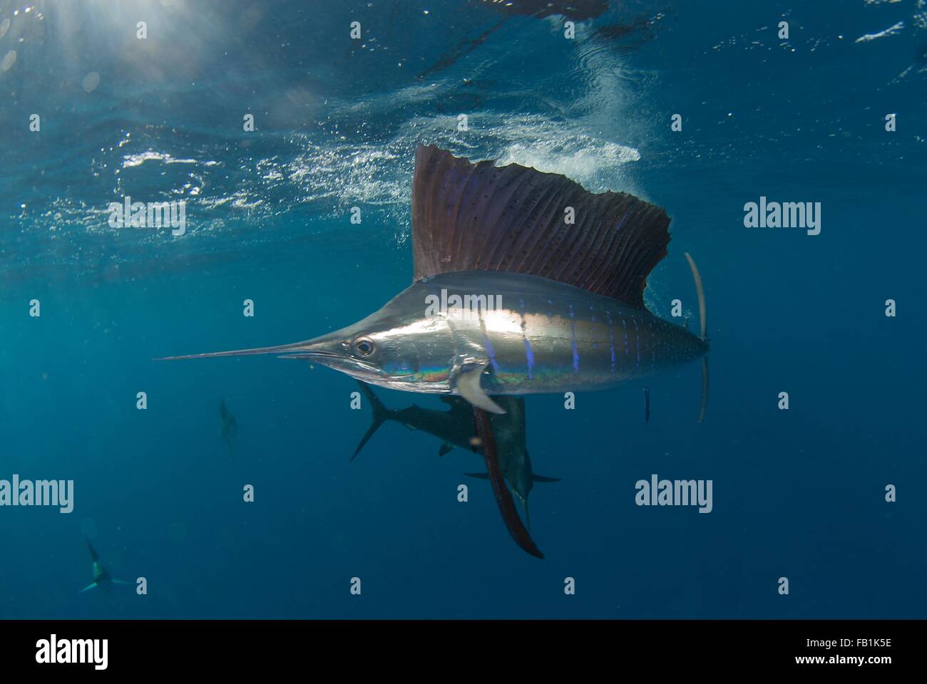 Underwater side view of Atlantic sailfish, Isla Contoy, Quintana Roo ...