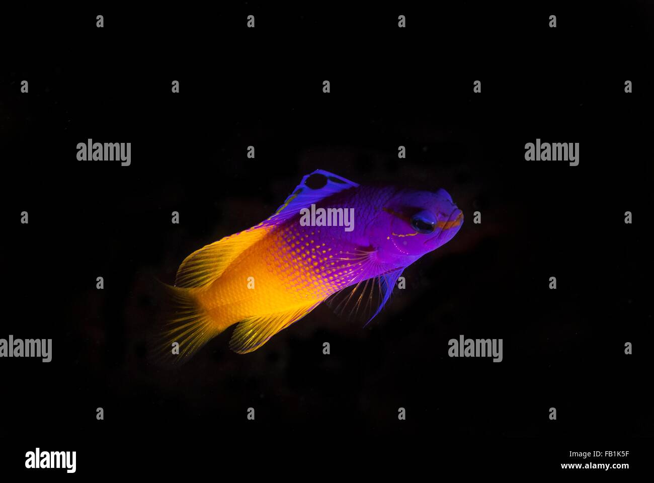 Royal gamma fish hi-res stock photography and images - Alamy