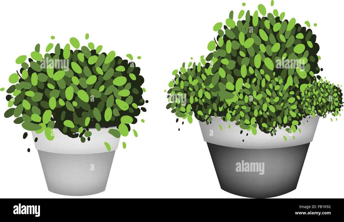 Houseplant, Illustration of Green Trees and Plants in Ceramic Flower ...