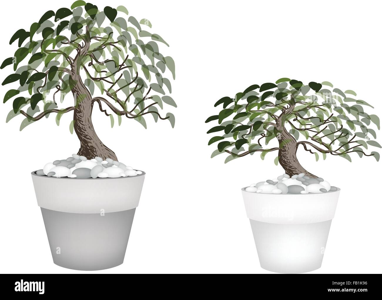 Bonsai sycamore tree hi-res stock photography and images - Alamy