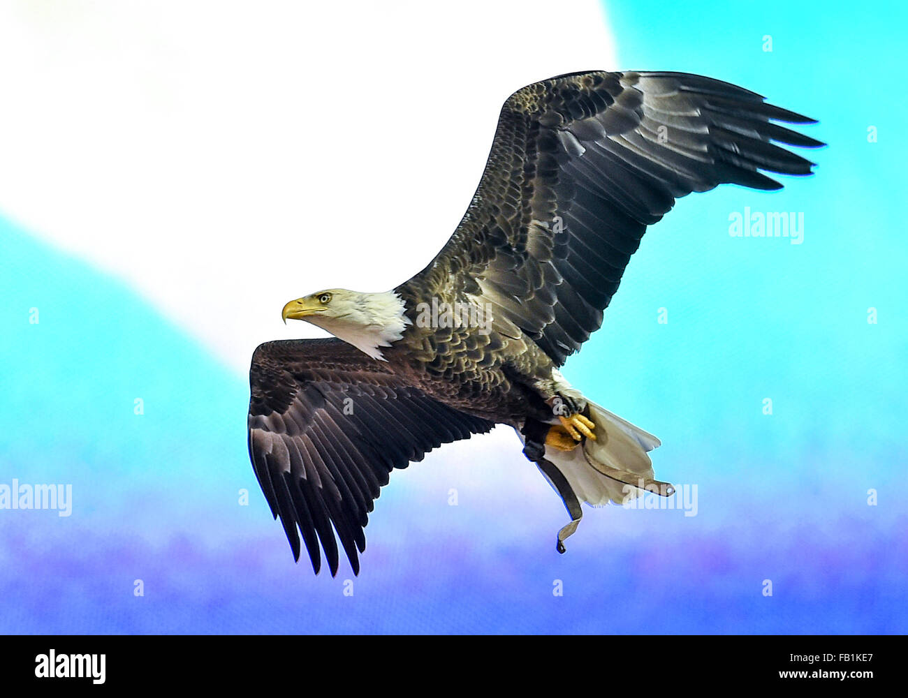 Eagle stadium stadium texas hi-res stock photography and images - Alamy