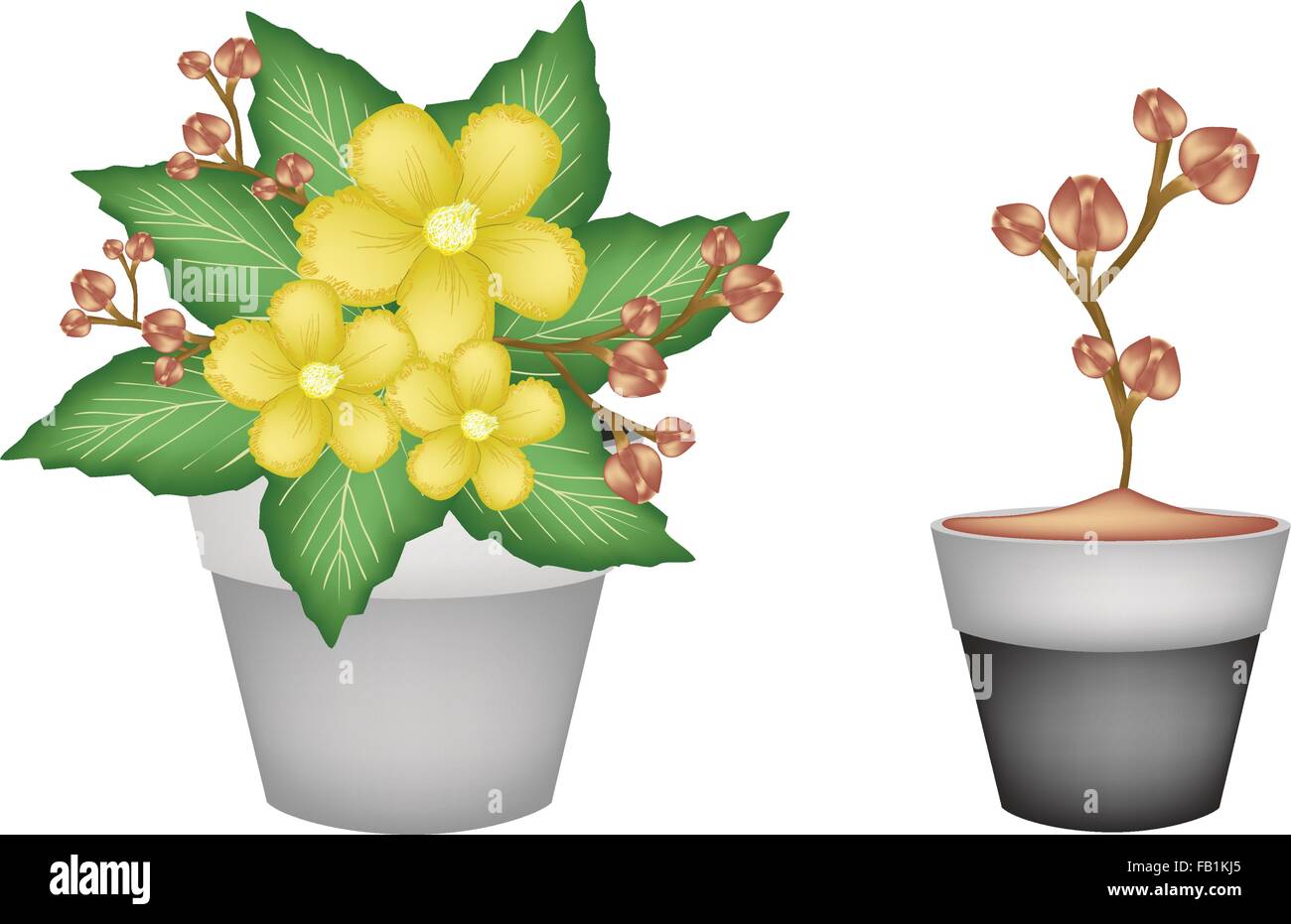 Brunei flower illustration simpor flowers hi-res stock photography and ...