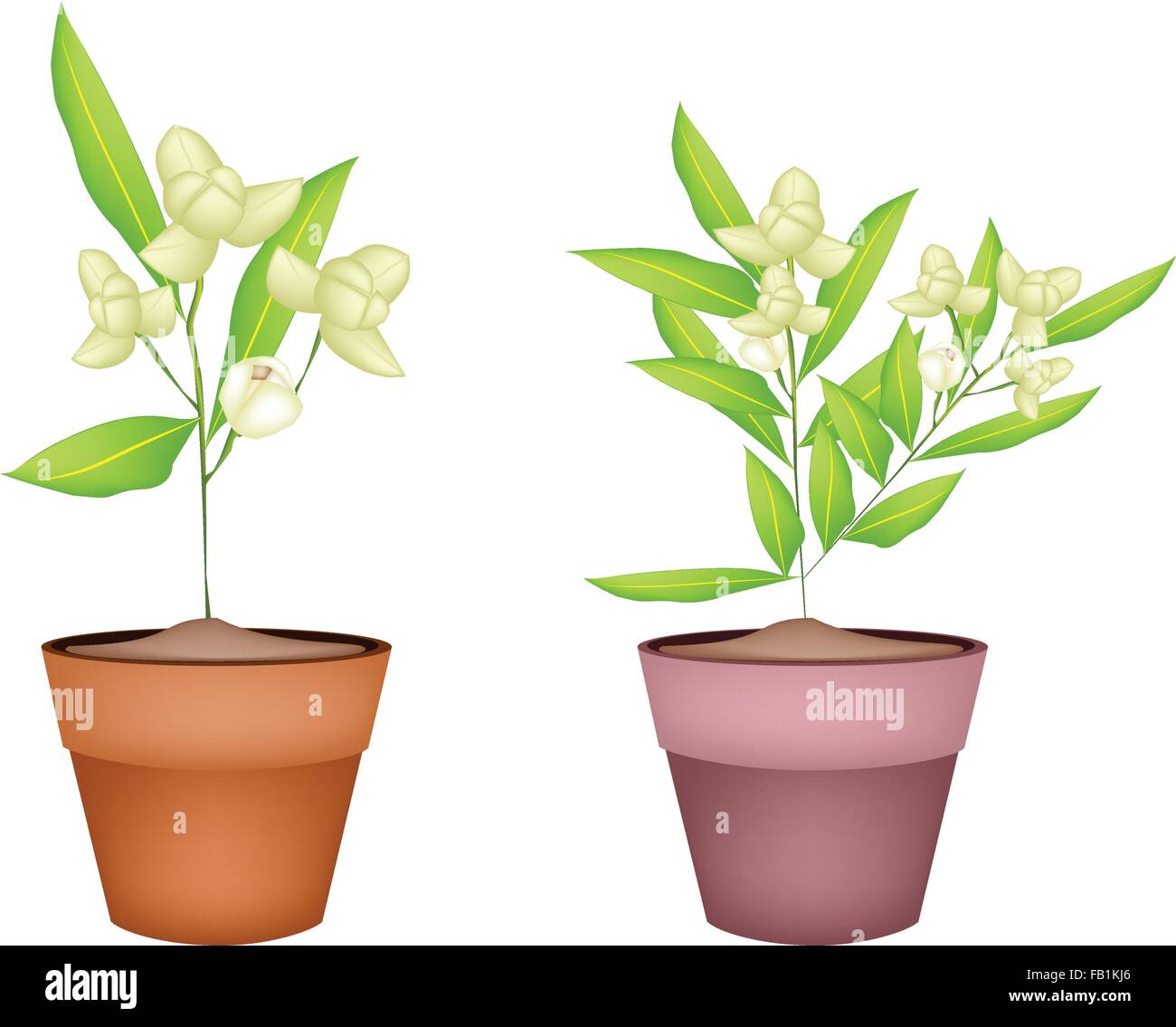 Beautiful Flower, Illustration White Color of Ylang-Ylang Flowers with ...
