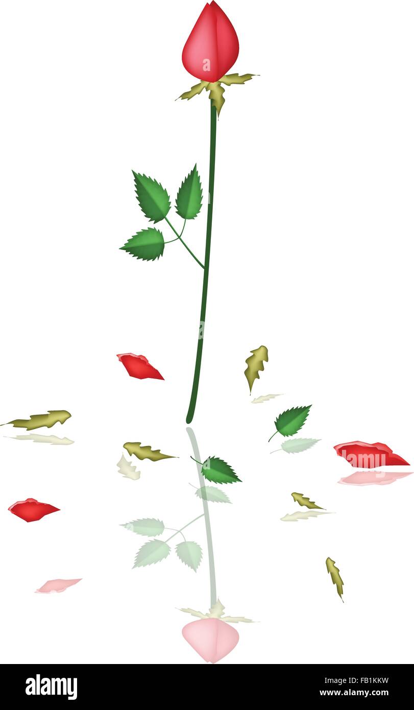 A Symbol of Love, Illustration of A Beautiful Red Roses for Someone ...