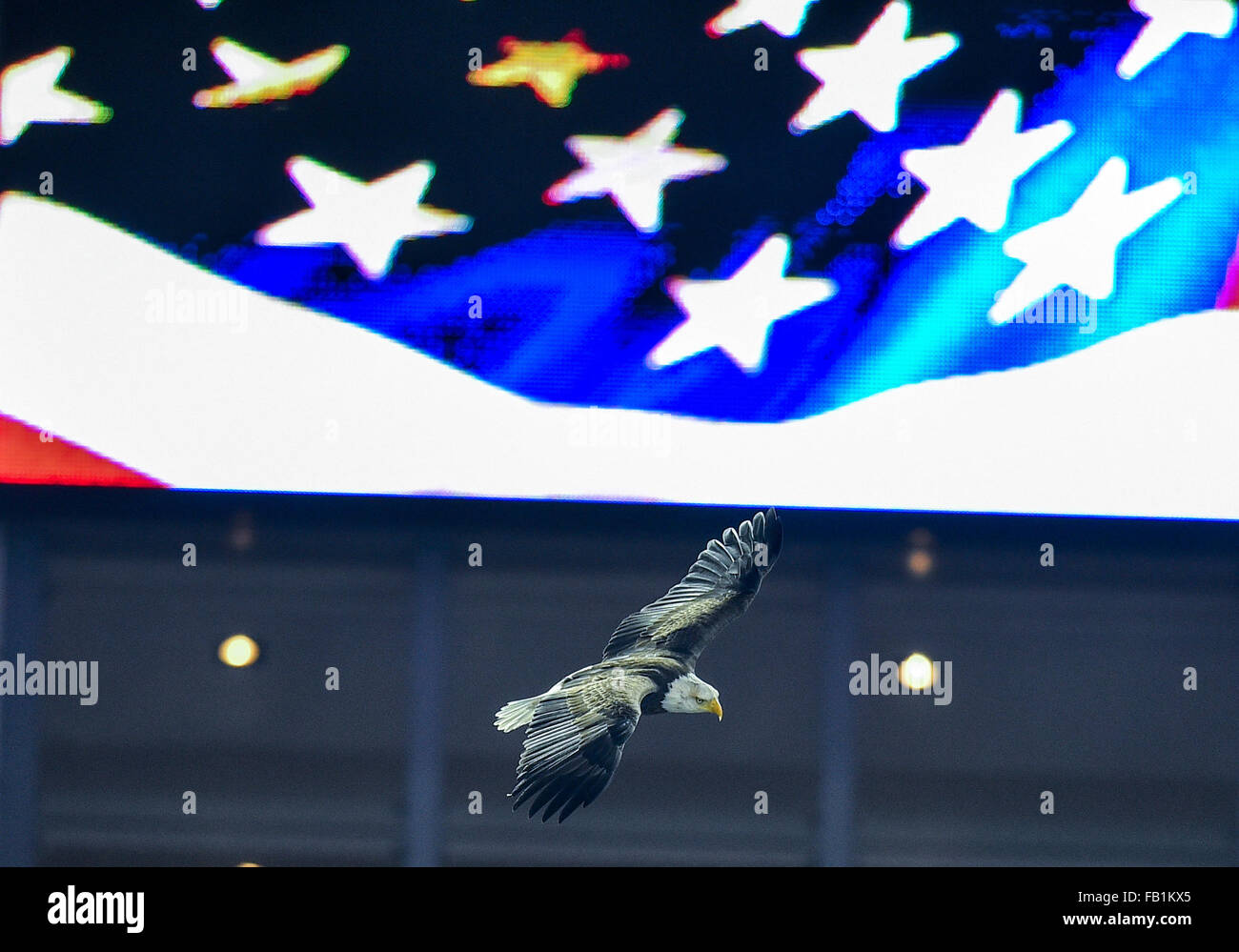December 31st, 2015: .American Bald Eagle flys over the stadium before ...