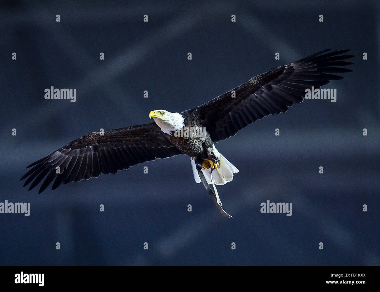 Eagle stadium stadium texas hi-res stock photography and images - Alamy