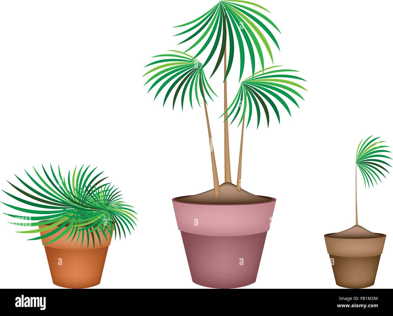 Palm tree in terracotta pot Stock Vector Images - Alamy