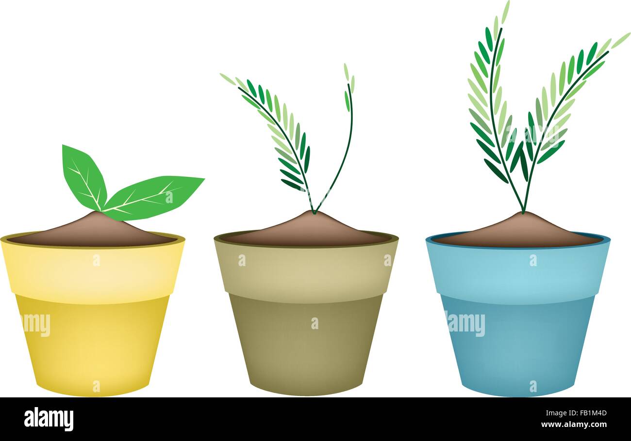 Houseplant, Illustration of Beautiful Green Trees and Plants in Ceramic ...