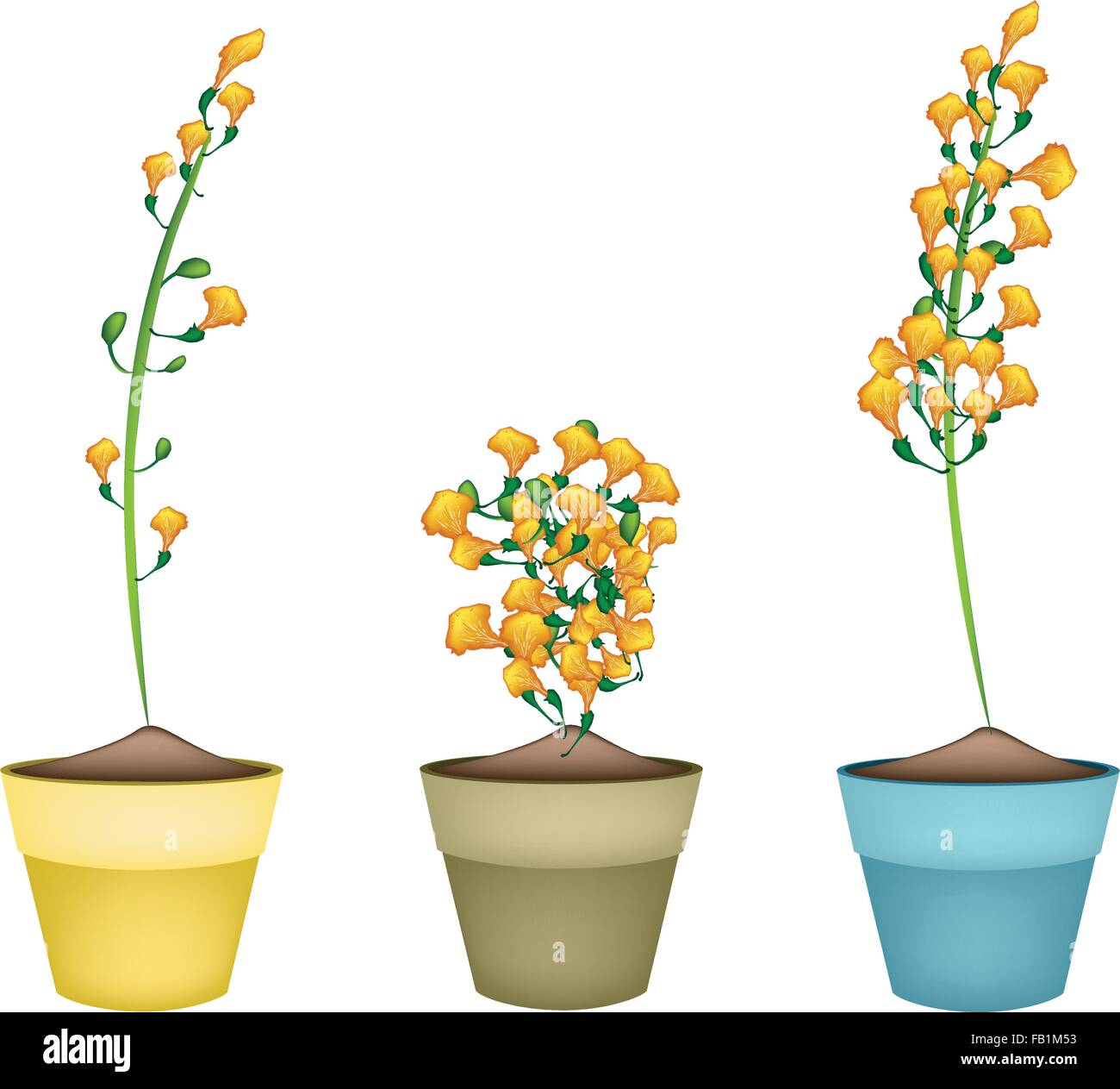 Beautiful Flower, Yellow Color of Padauk Flower or Papilionoideae ...