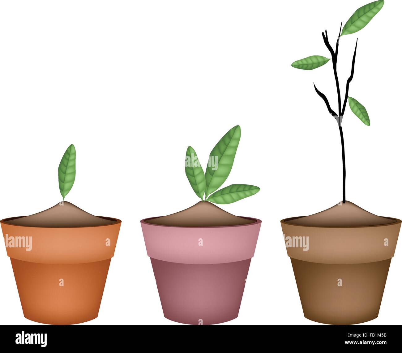 Houseplant, Illustration of Ornamental Green Trees and Plants in ...