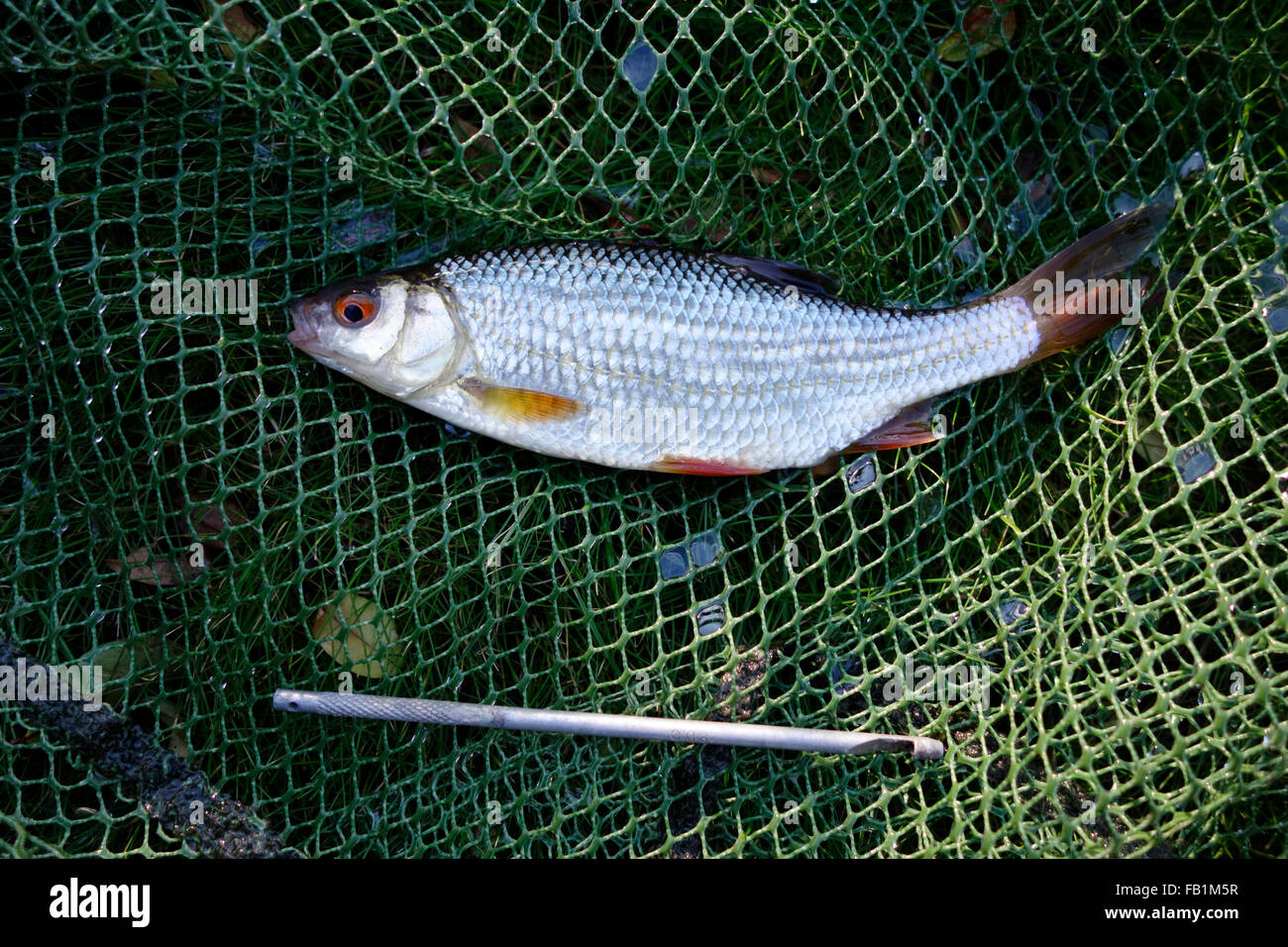 Species of freshwater fish uk hi-res stock photography and images - Alamy