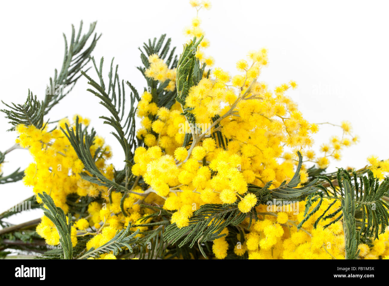 Mimosa tree branches hi-res stock photography and images - Alamy
