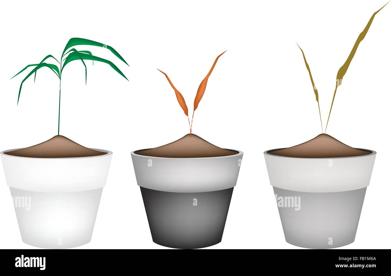 Reed plantation Stock Vector Images - Alamy