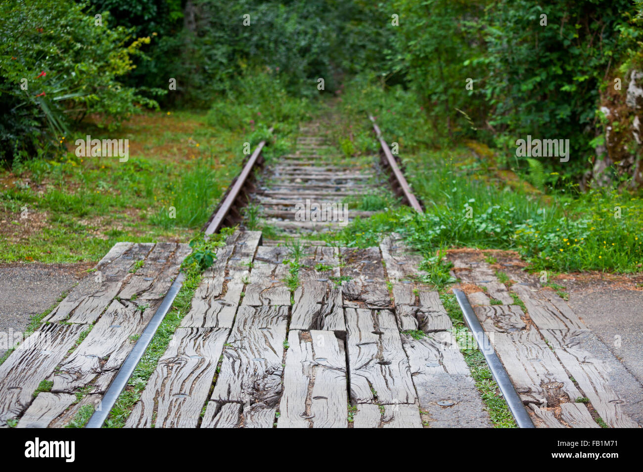 Old overgrown railroad in a forest. Horizontal shot Stock Photo - Alamy