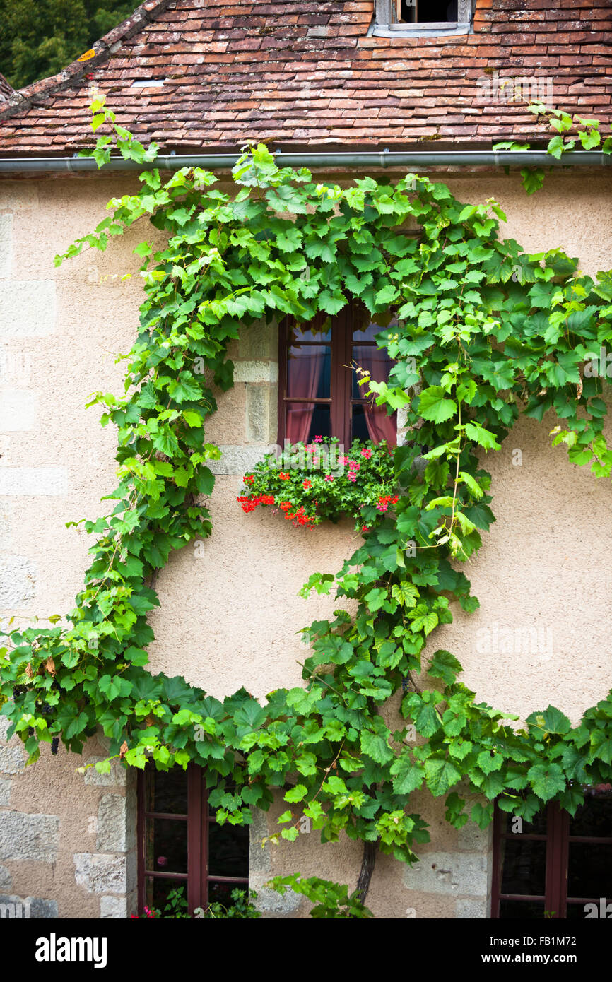 Overgrown wall of residential building facade with a windows in a small ...