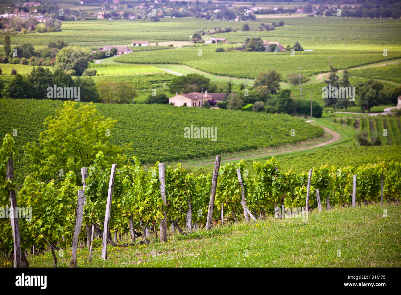 Diminishing rows of Vineyard Fields in Southern France. Horizontal shot ...