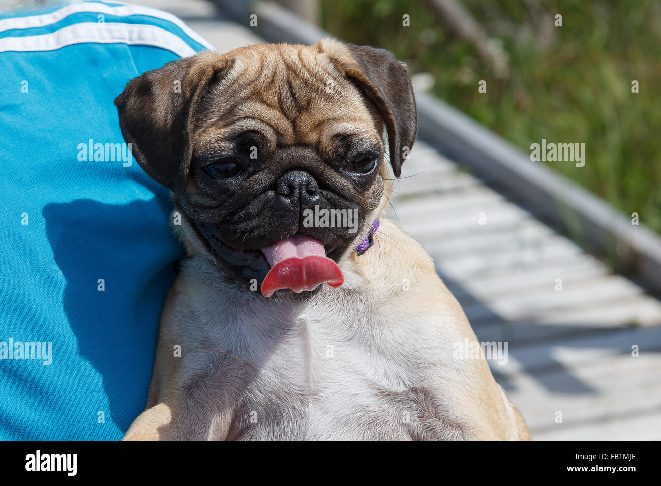 Happy pug hi-res stock photography and images - Alamy