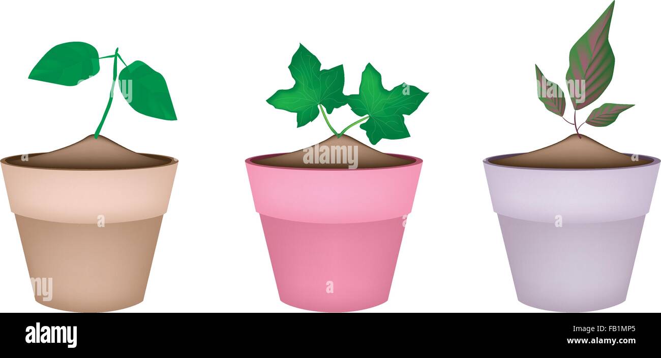 Houseplant, Illustration of Three Ornamental Green Trees and Plants in ...