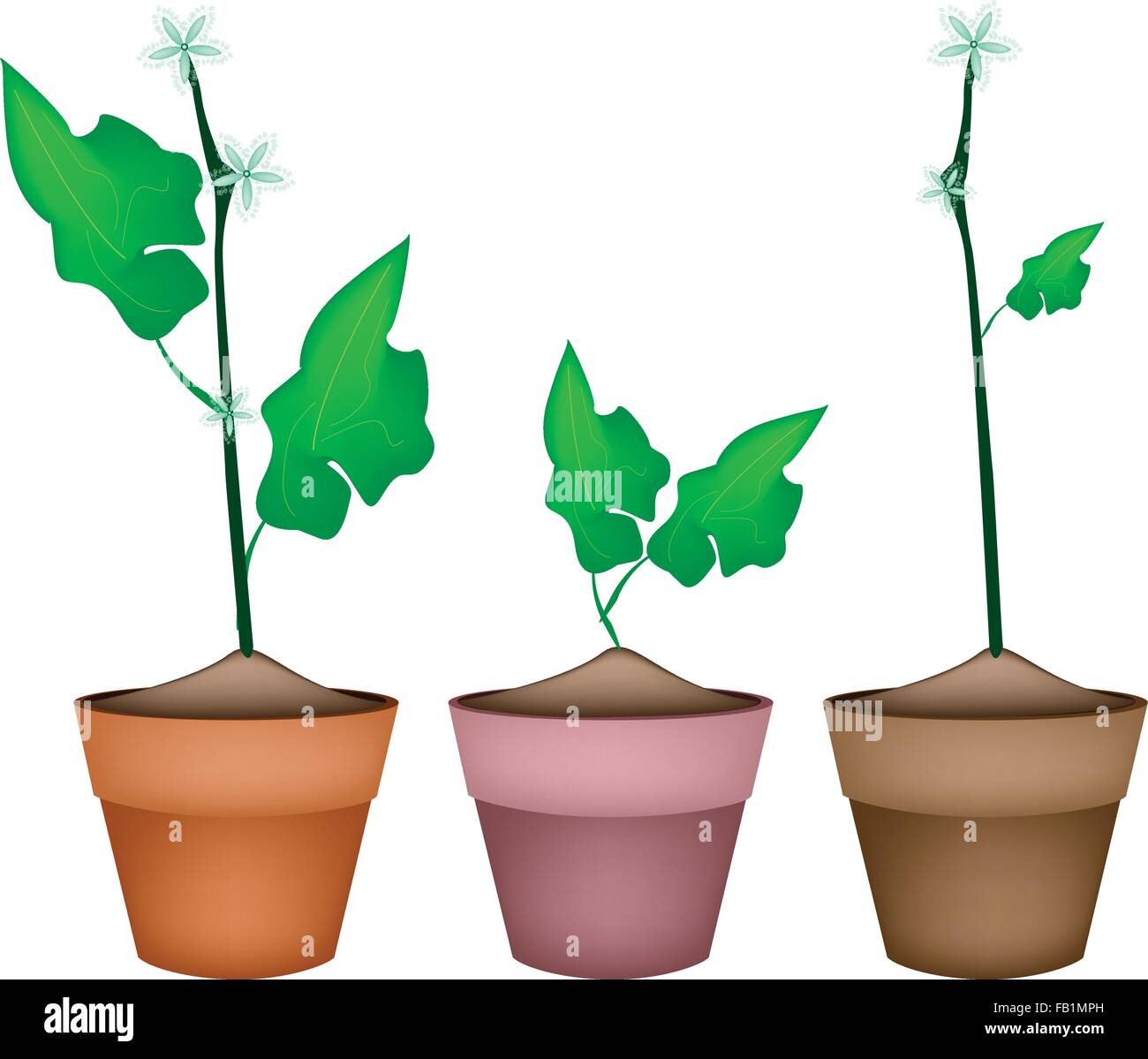 Serpent gourd plant Stock Vector Images - Alamy