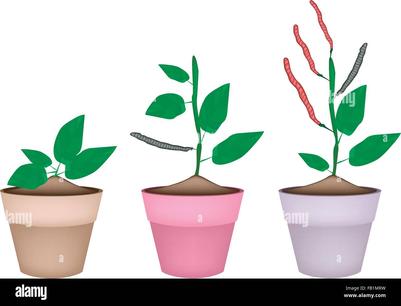 Fresh Red Kidney Pods with Green Leaves on A Tree in Terracotta Flower ...