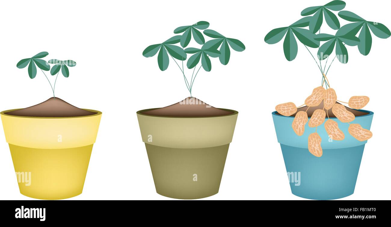Illustration of Fresh Peanuts or Groundnut with Groundnut Plants With ...