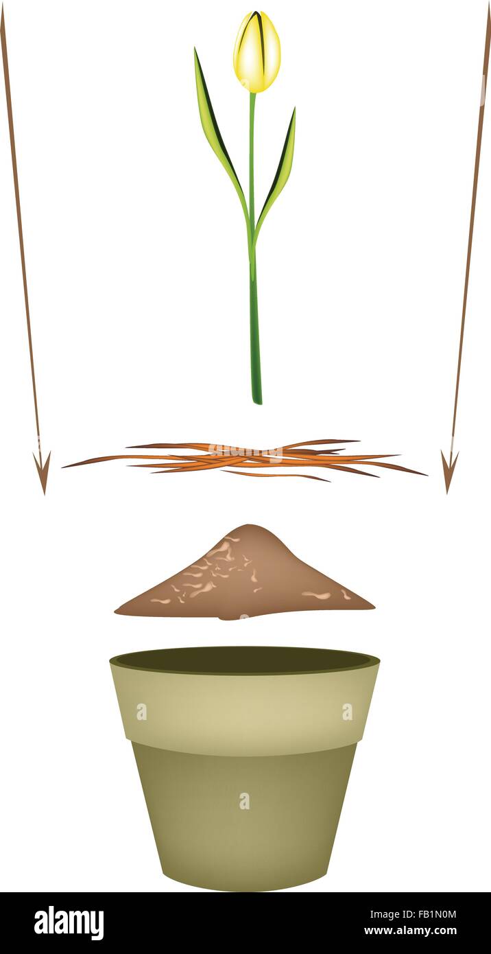 Flower Planting Steps, Illustration of Ceramic Flower Pots with Potting ...