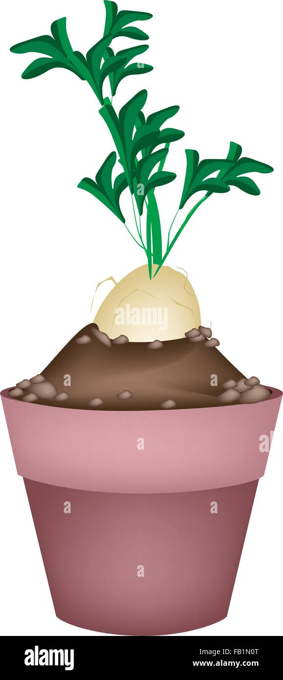 China japanese vegetable Stock Vector Images - Alamy