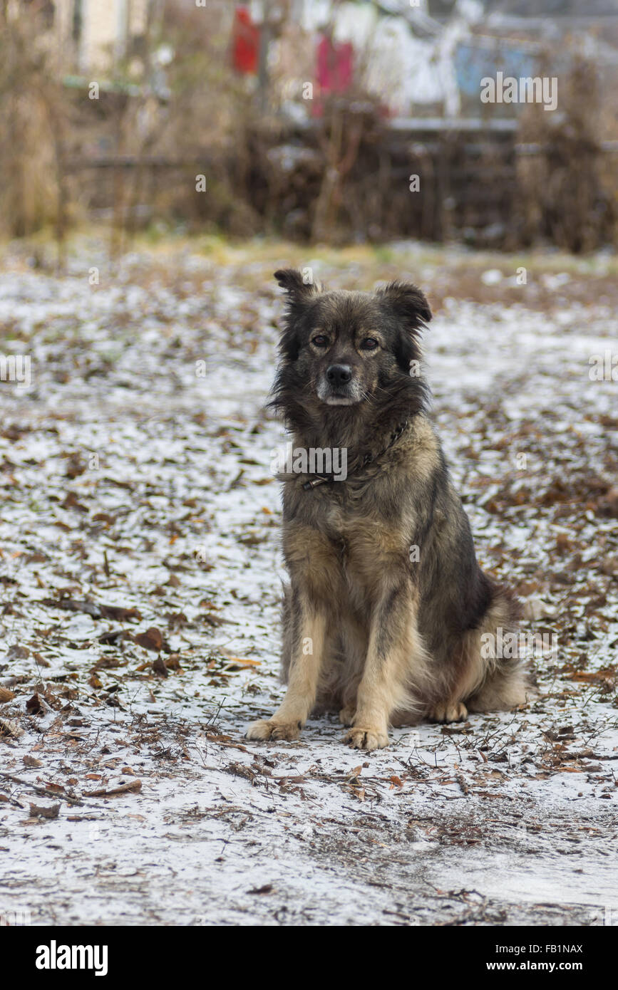 Portrait of cute mixed-breed dog daily guarding its yard Stock Photo ...