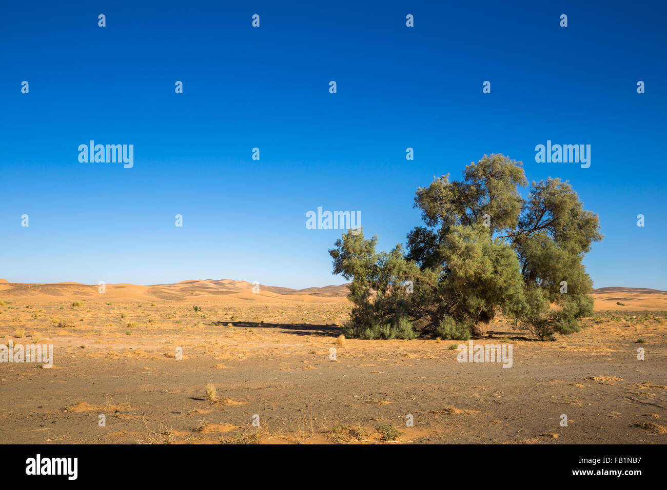 tree in the Sahara desert Stock Photo - Alamy