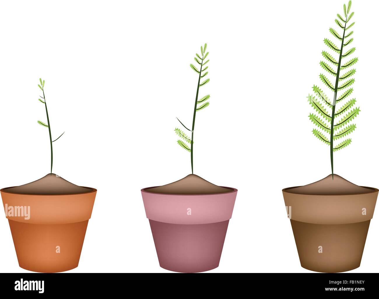 Ecological Concept, Landscaping Tree Symbols or Isometric Green Fern ...