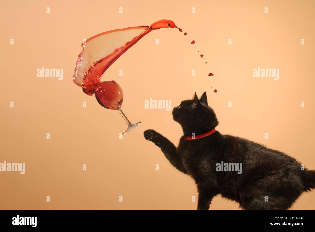 Black cat spilling a glass of wine Stock Photo - Alamy