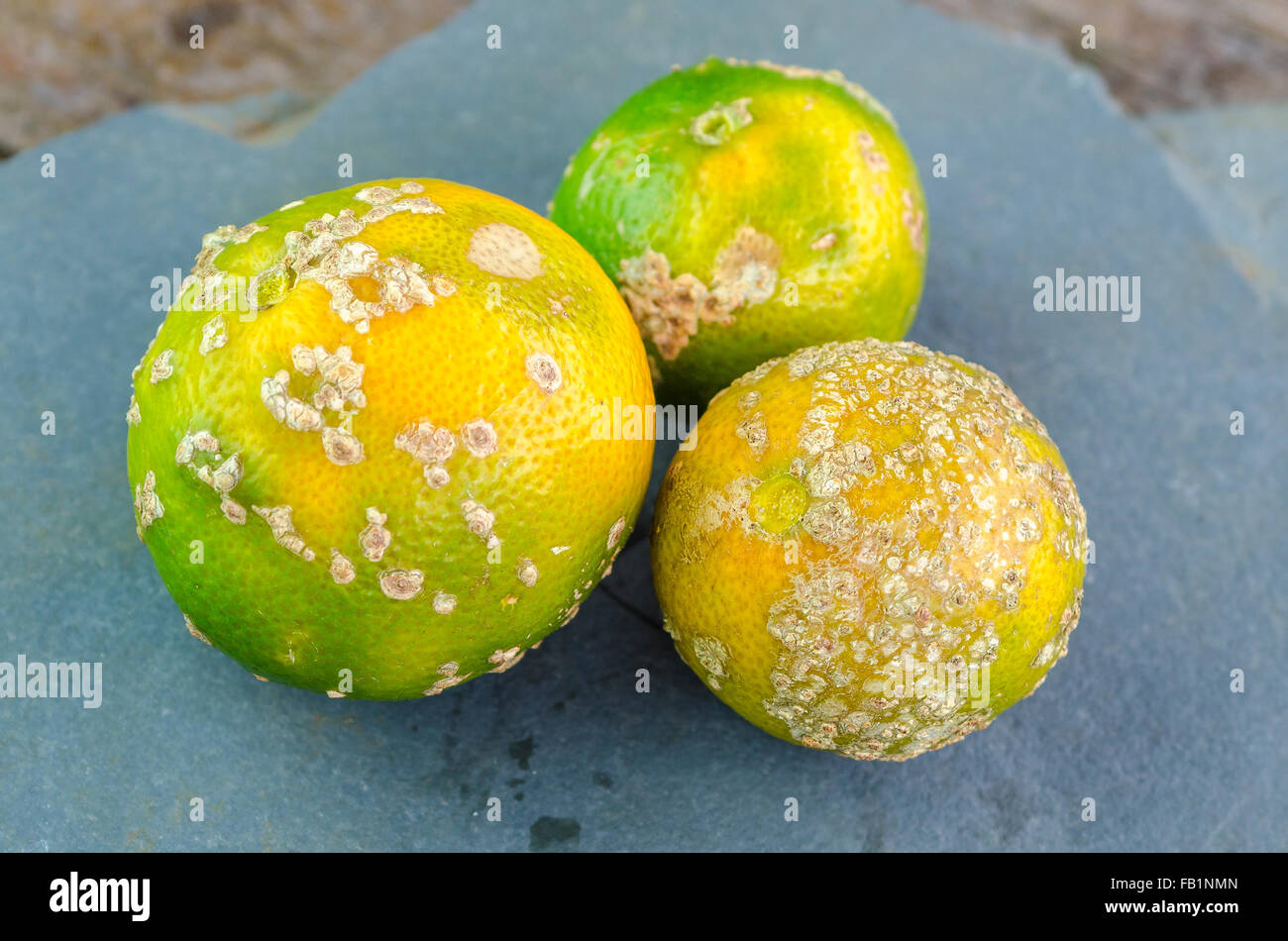 Hybrid mandarin orange lemon hi-res stock photography and images - Alamy