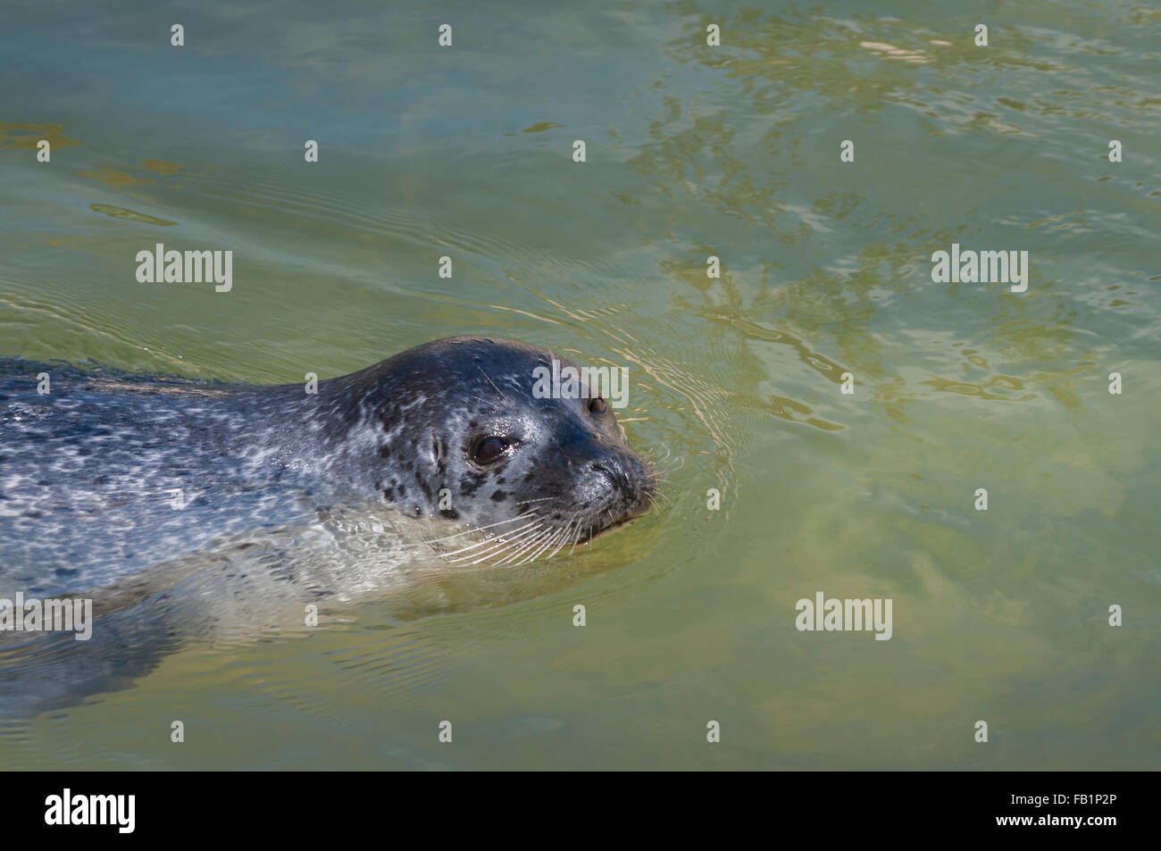 Common seal in the water looking at camera and posing Stock Photo - Alamy