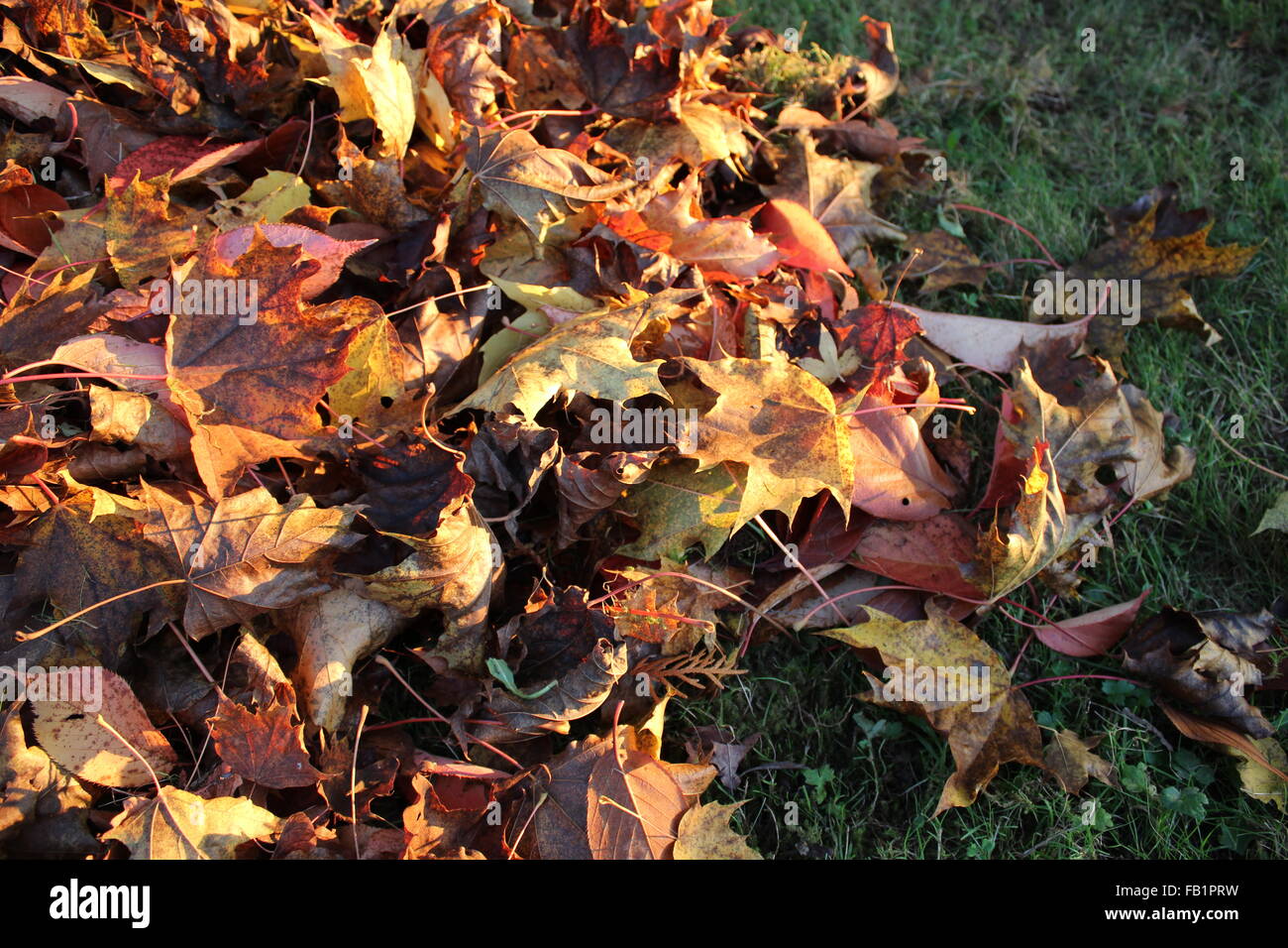 Autumn Maple Leaves Stock Photo - Alamy
