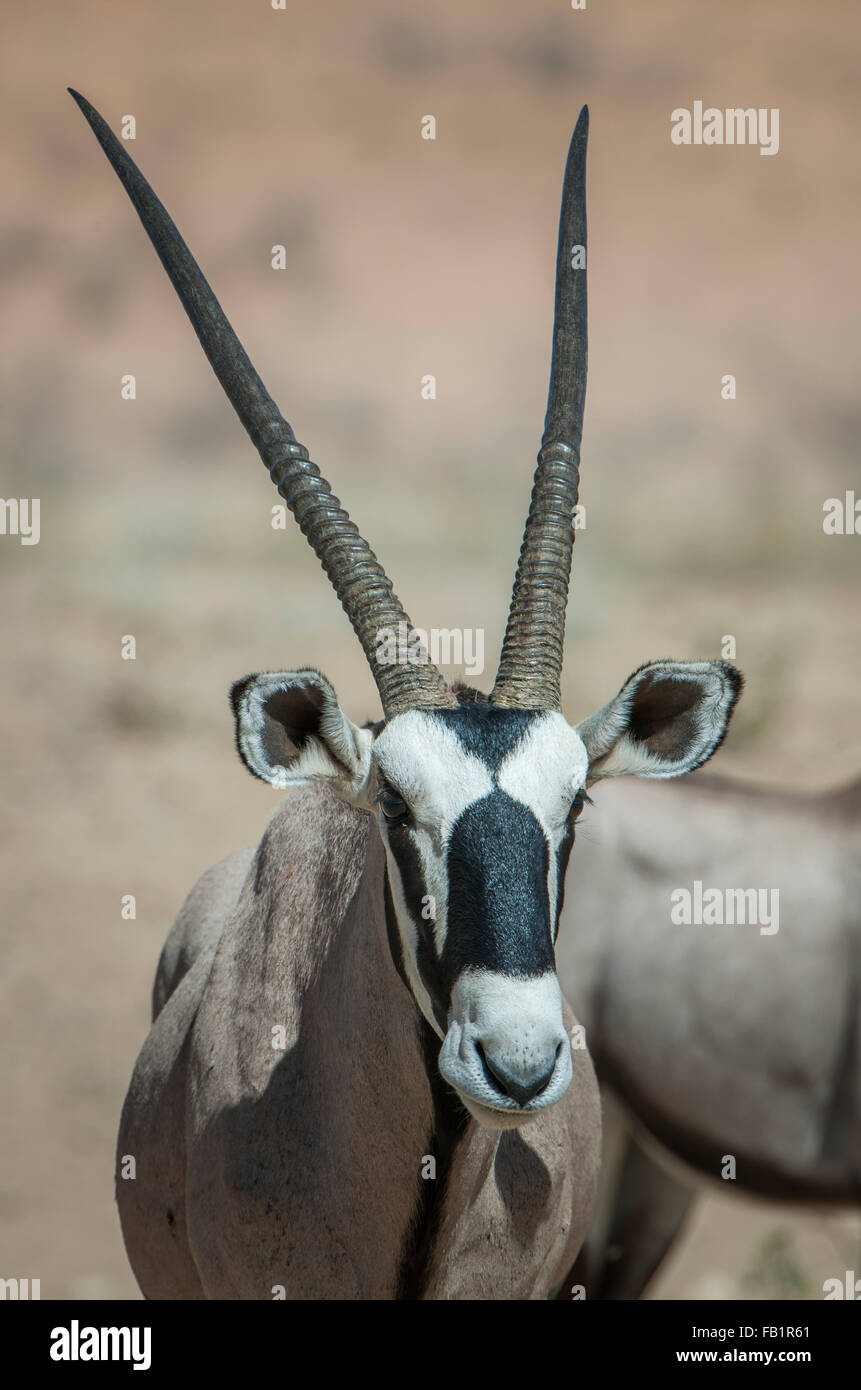 Cape gemsbuck hi-res stock photography and images - Alamy