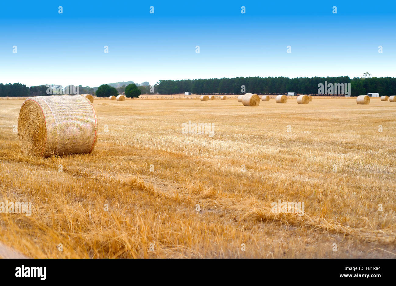 Harvesting hay australia hi-res stock photography and images - Alamy