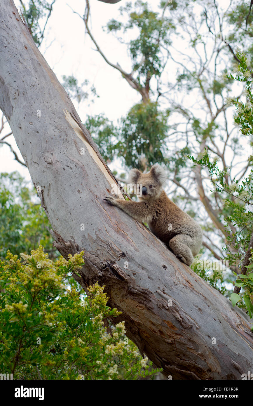 A photo of wild koala climbing on a tree Stock Photo - Alamy