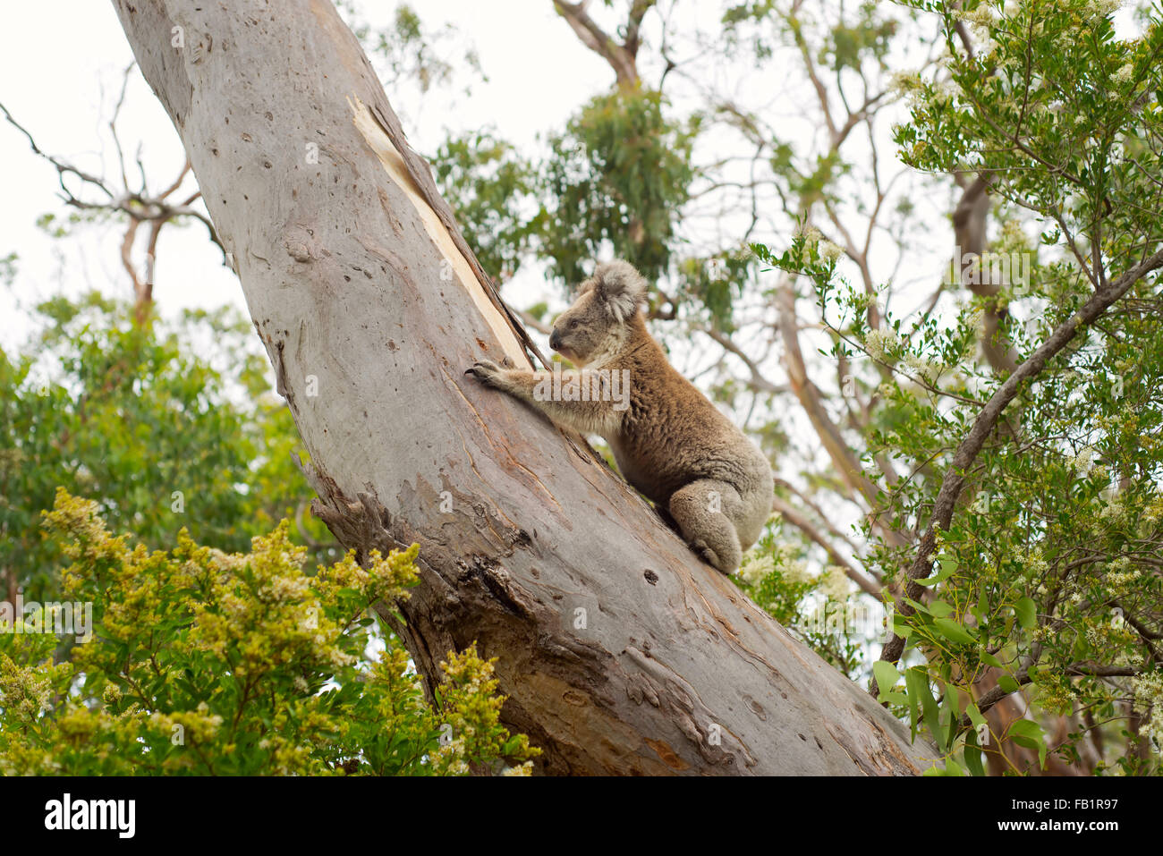 Photo was taken in australian bush while koala was climbing on a tree ...