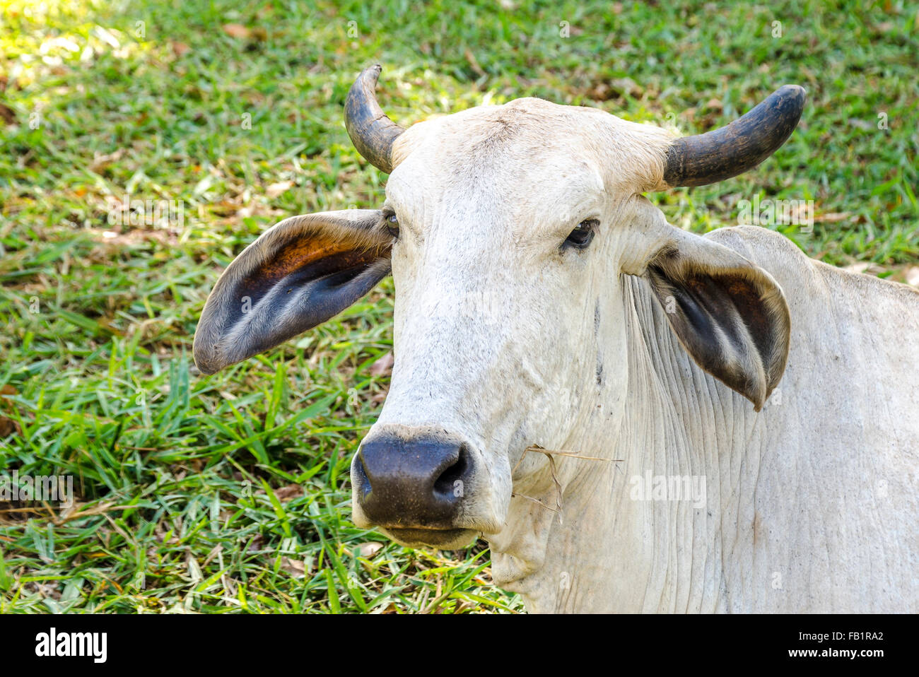Nellore .Close-up to Brazilian bull Stock Photo - Alamy