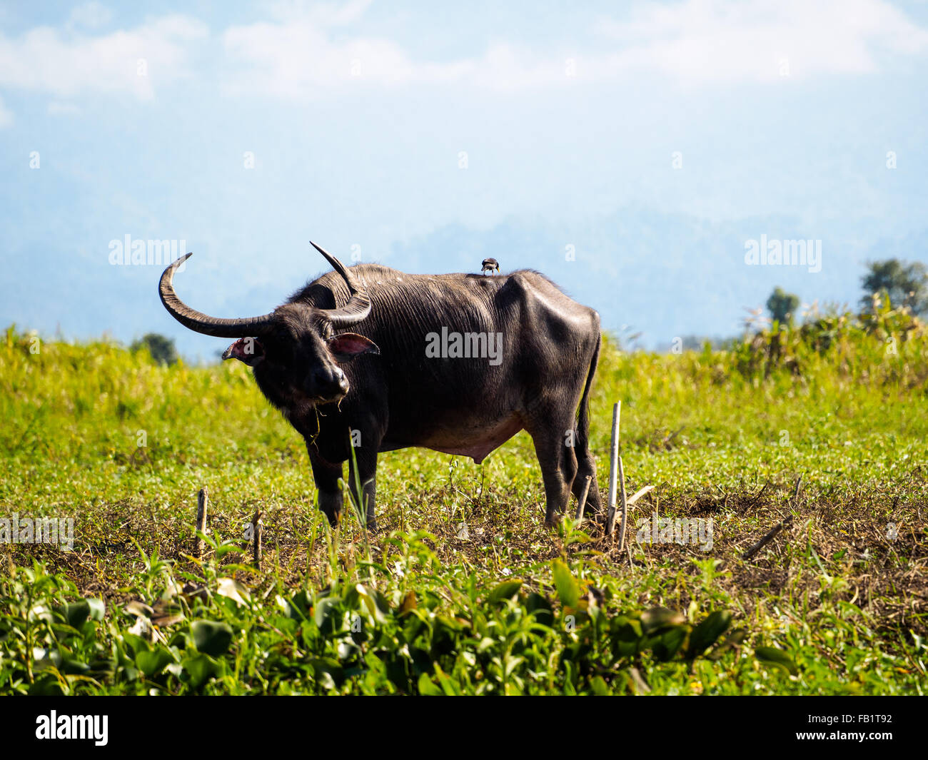 A water buffalo on the bank of Indawgyi Lake, Kachin State, Myanmar ...