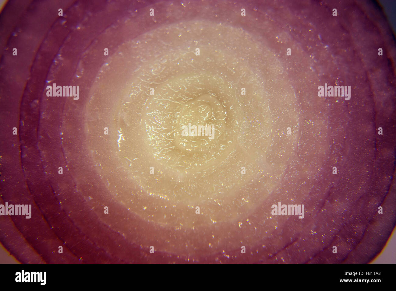 Cut Onion closeup Stock Photo - Alamy