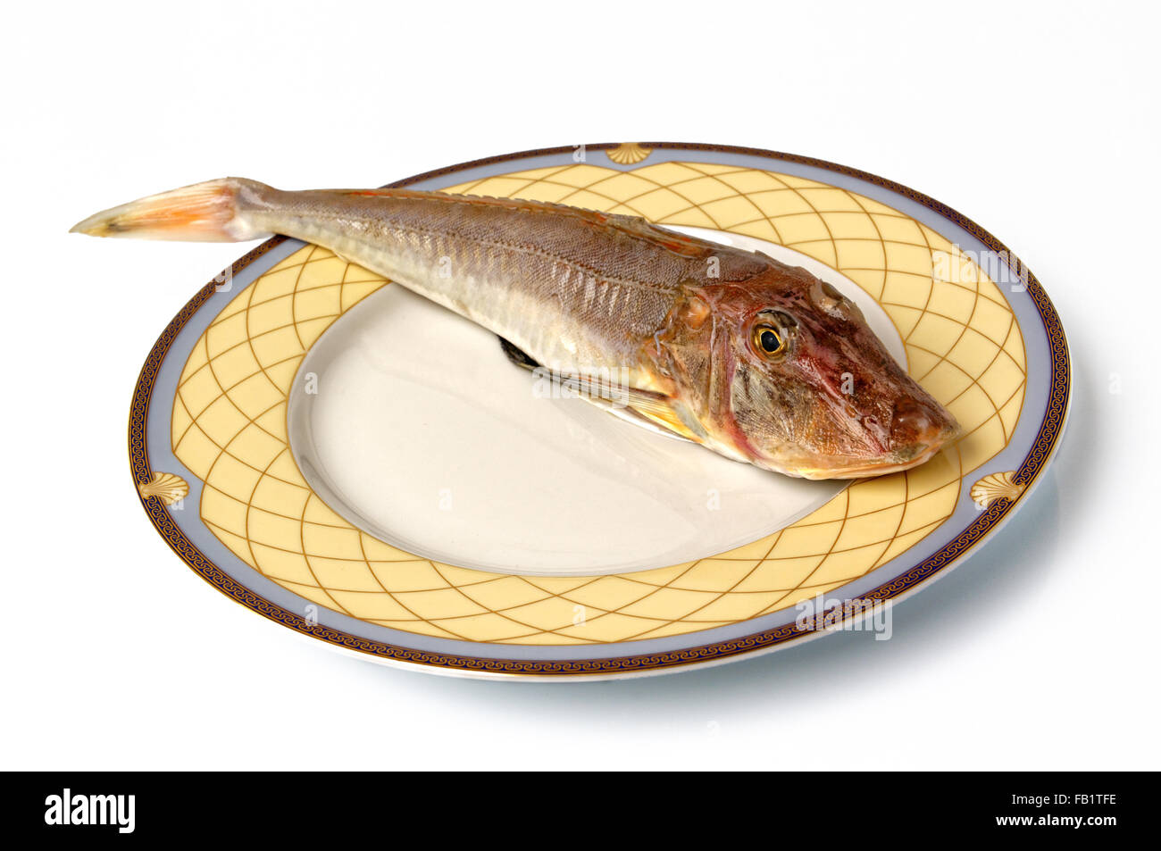 Sea red gurnard gallinella fish Stock Photo - Alamy