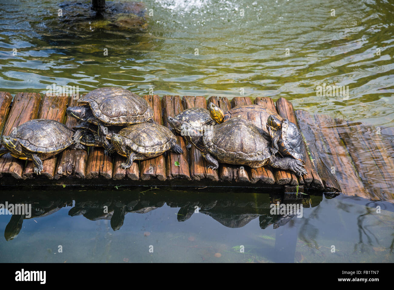 Terrapins High Resolution Stock Photography and Images - Alamy