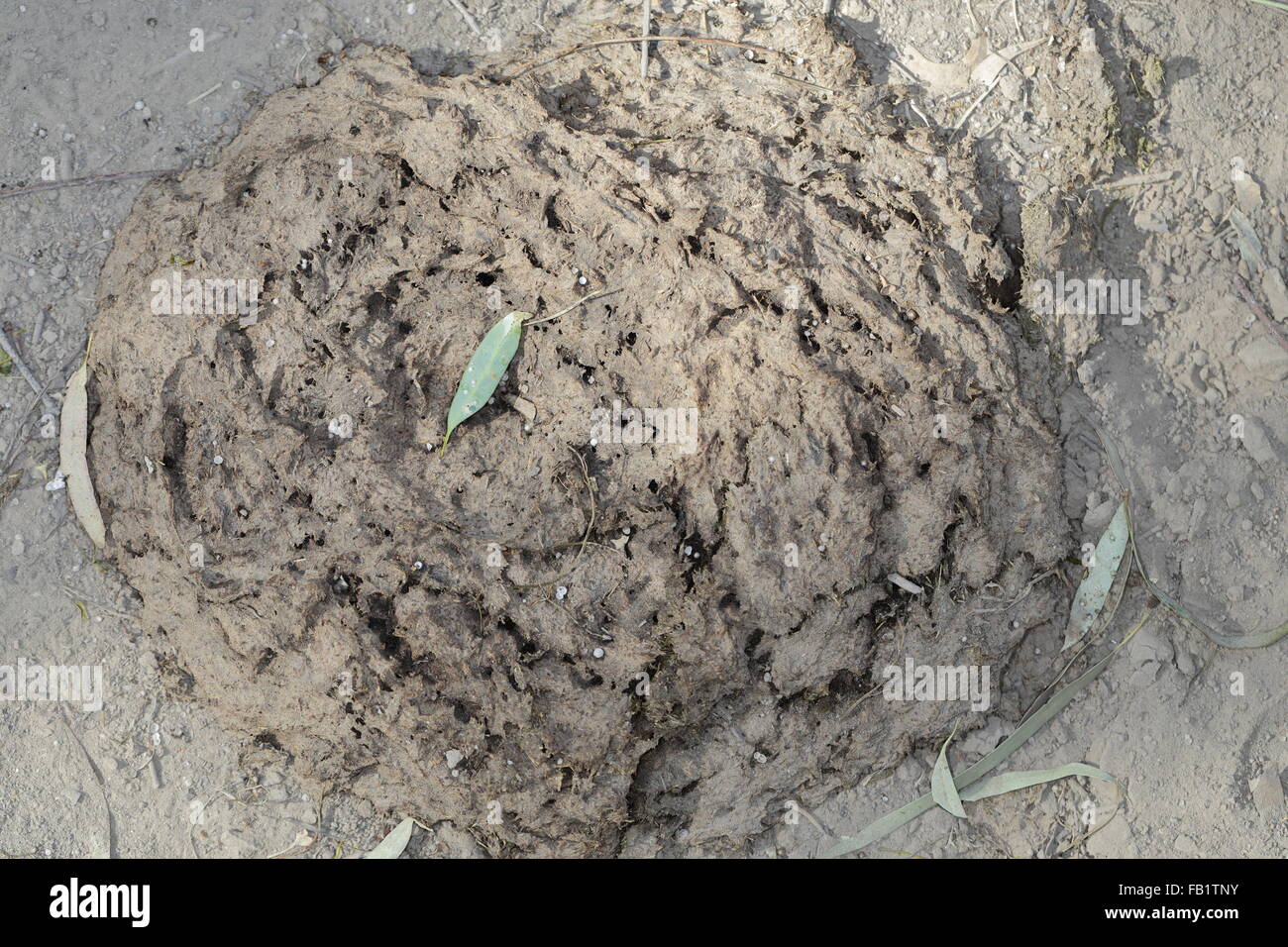 Close up of fresh cow dung Stock Photo - Alamy